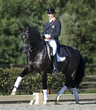 Wimborne Park Stud - Contenda/Gribaldi pregnancy